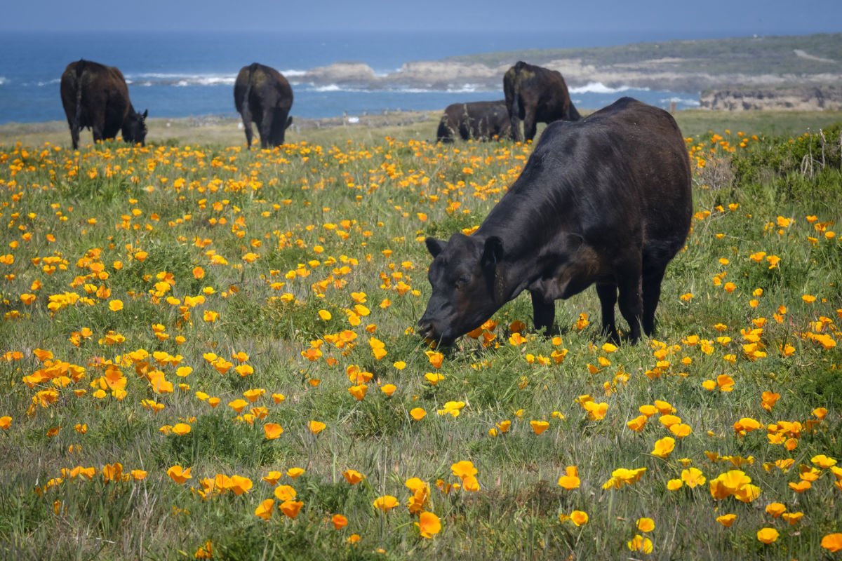Regenerative Beef Gets a Boost from California Universities - Roots of ...